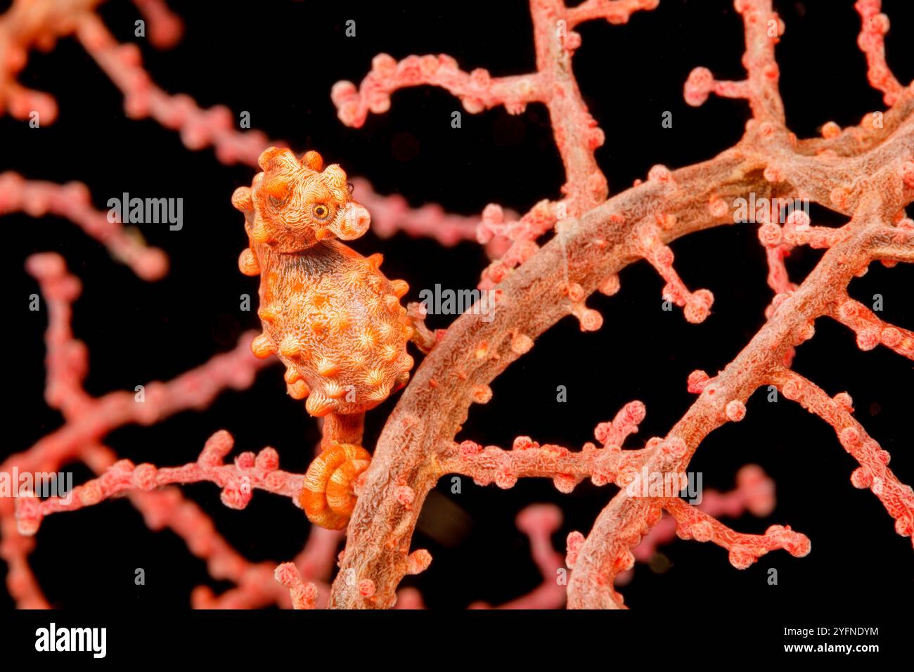 Bargibant's Pygmy Seahorse, Hippocampus bargibanti, on a gorgonian sea ...