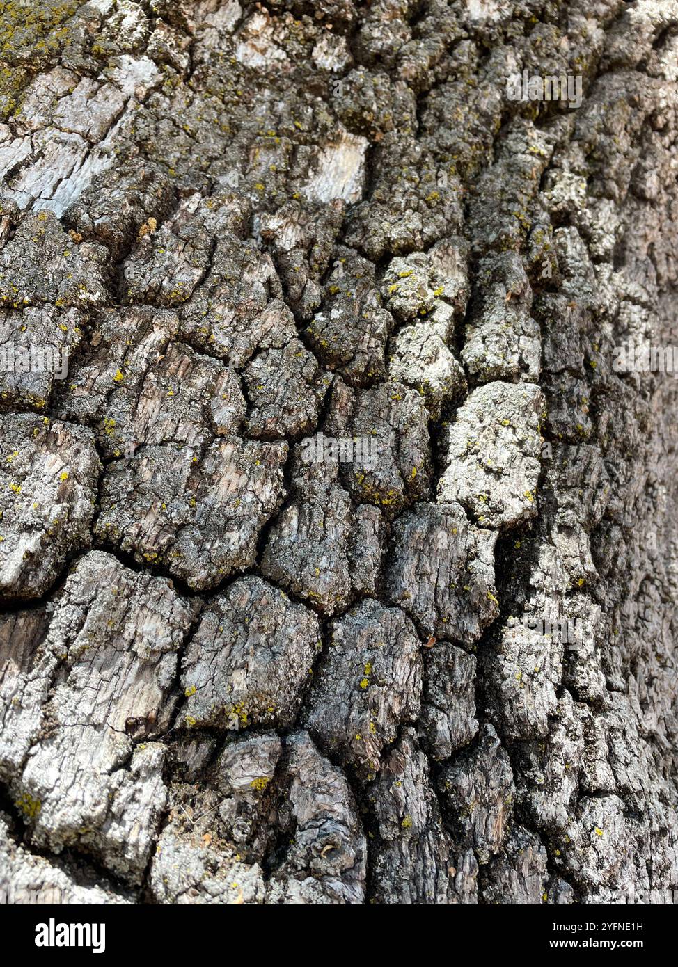 valley oak (Quercus lobata Stock Photo - Alamy