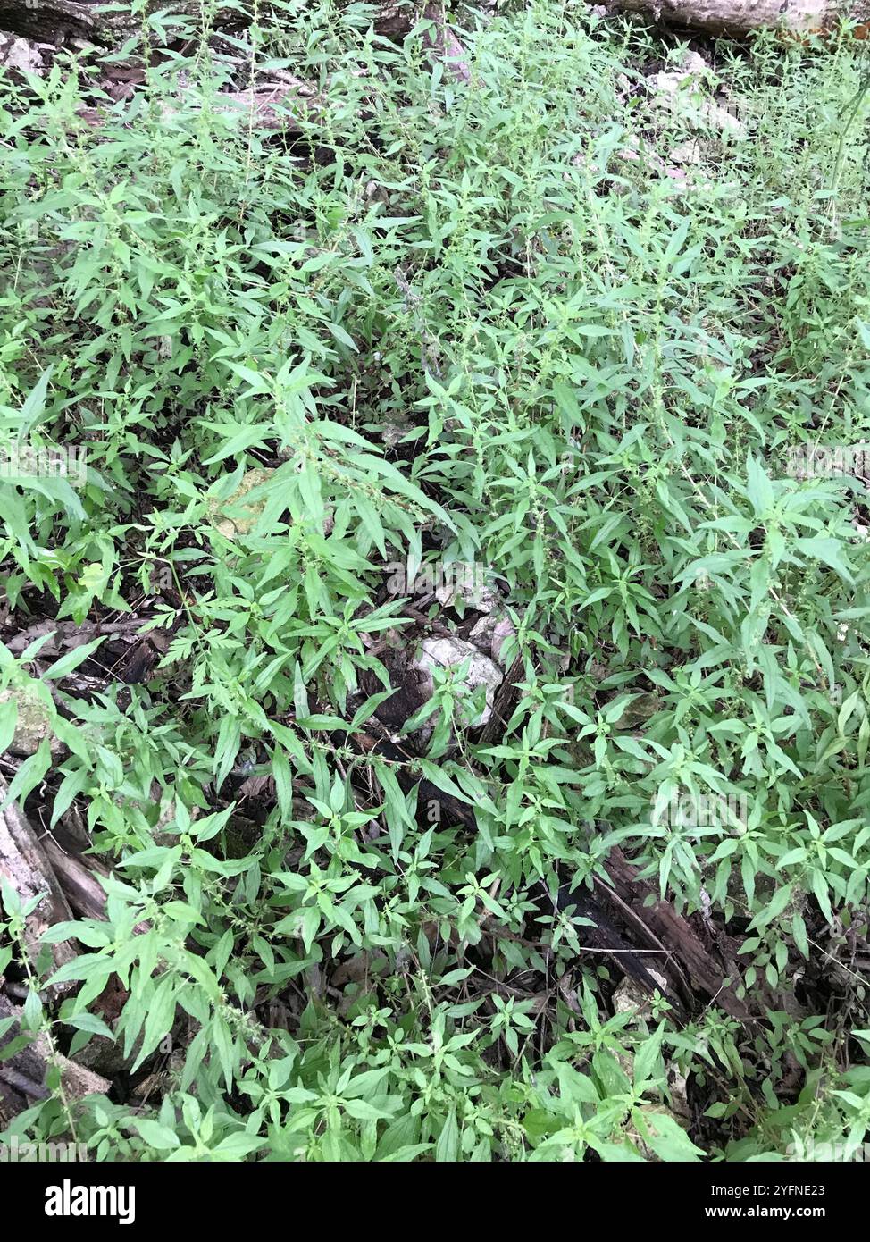 Pennsylvania pellitory (Parietaria pensylvanica Stock Photo - Alamy