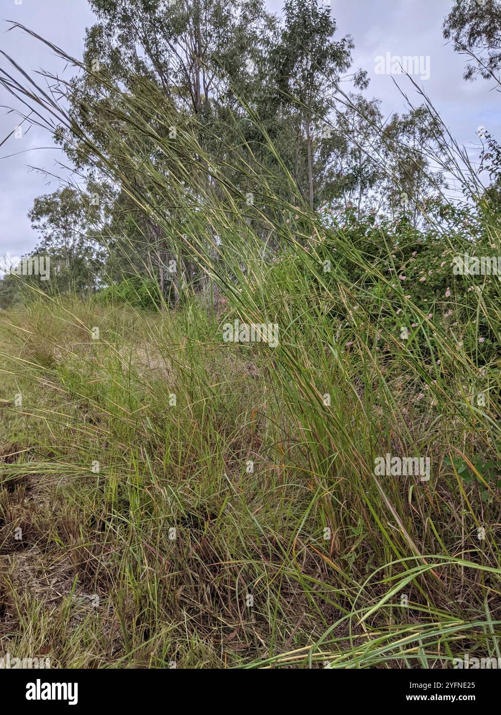 thatching grass (Hyparrhenia hirta Stock Photo - Alamy