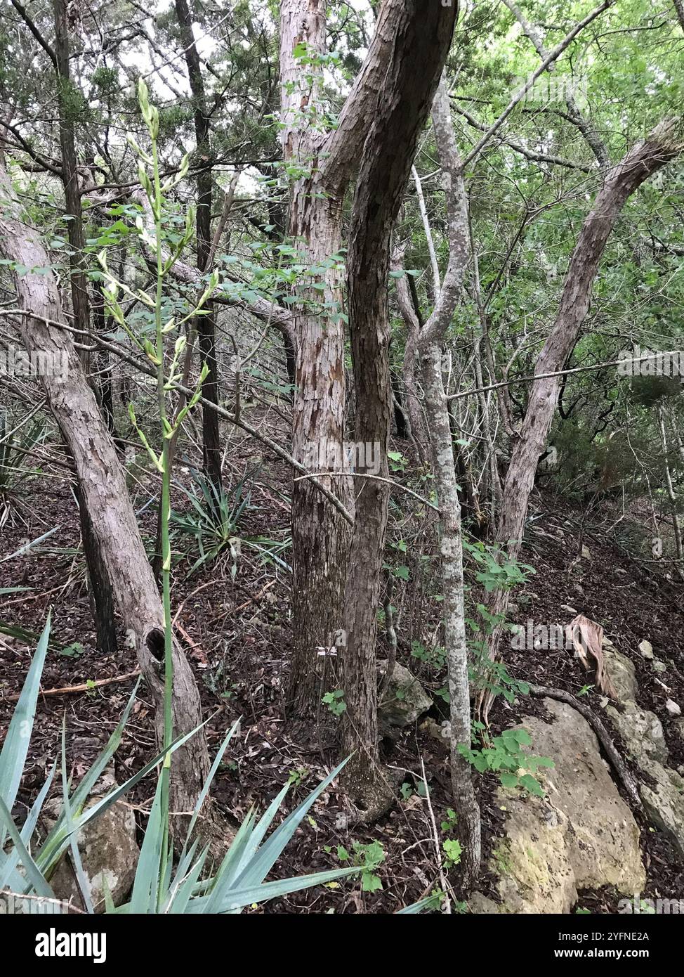 White Shin Oak (Quercus sinuata breviloba Stock Photo - Alamy
