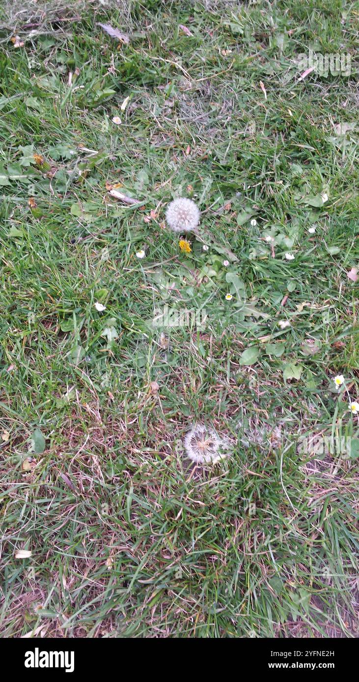 common dandelion (Taraxacum officinale Stock Photo - Alamy