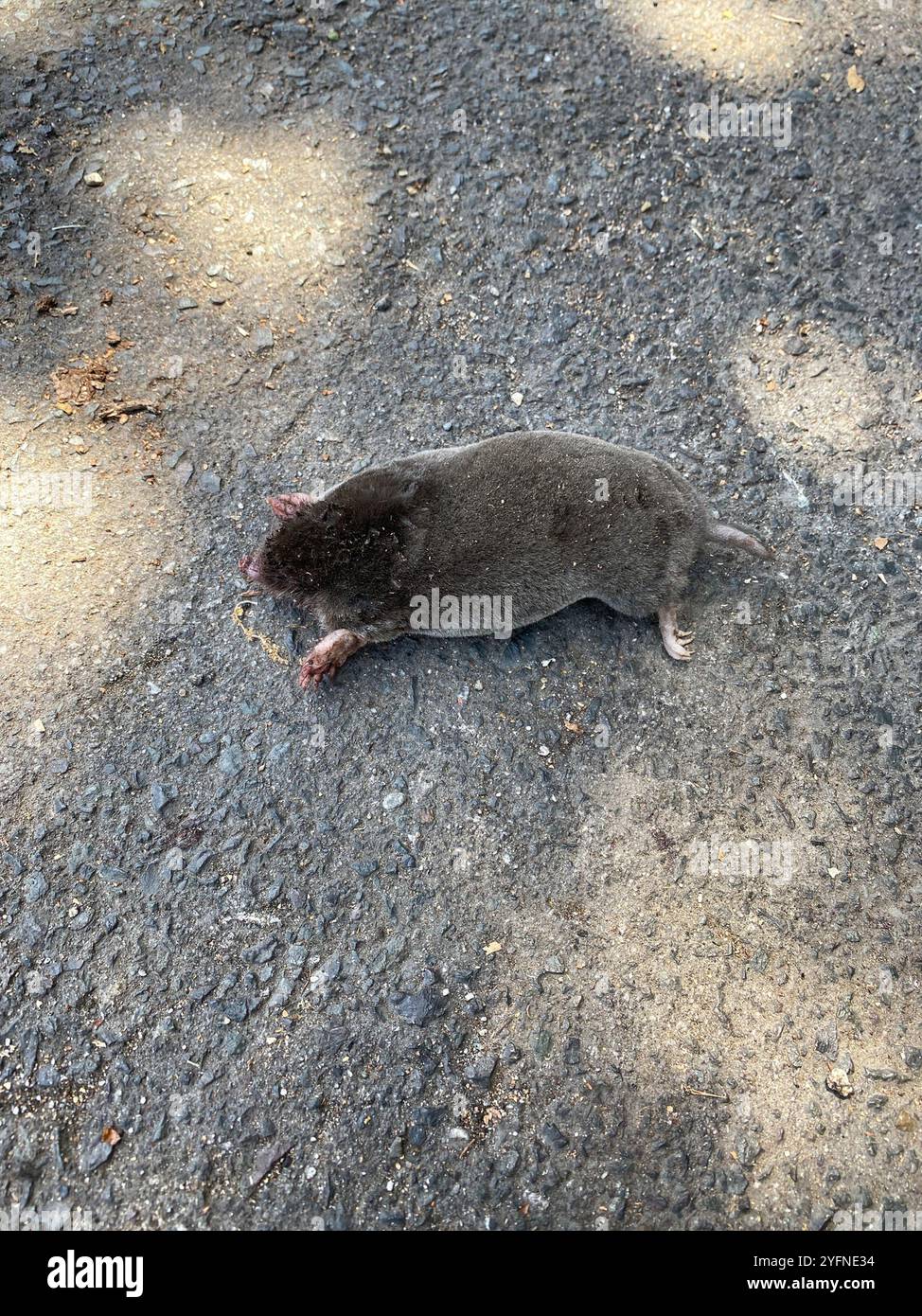 Moles and Desmans (Talpidae Stock Photo - Alamy