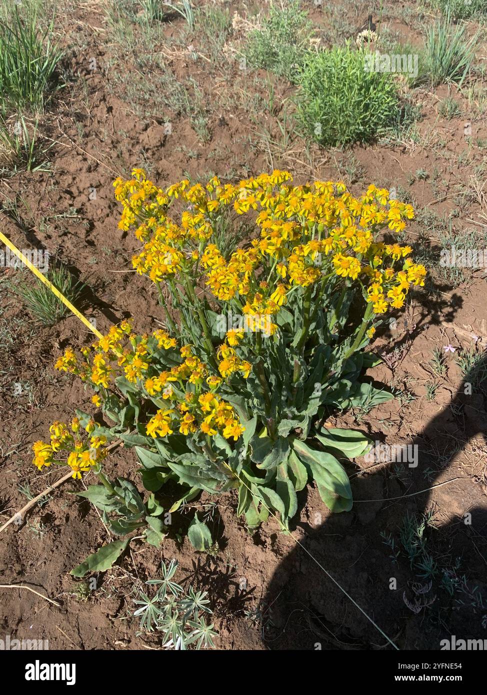 Tall western groundsel (Senecio integerrimus Stock Photo - Alamy