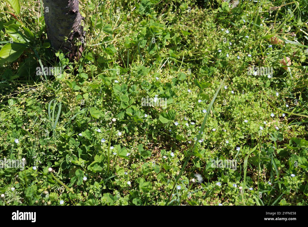 bird's-eye speedwell (Veronica persica Stock Photo - Alamy