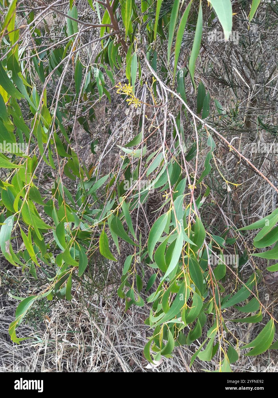 Fastigata hi-res stock photography and images - Alamy