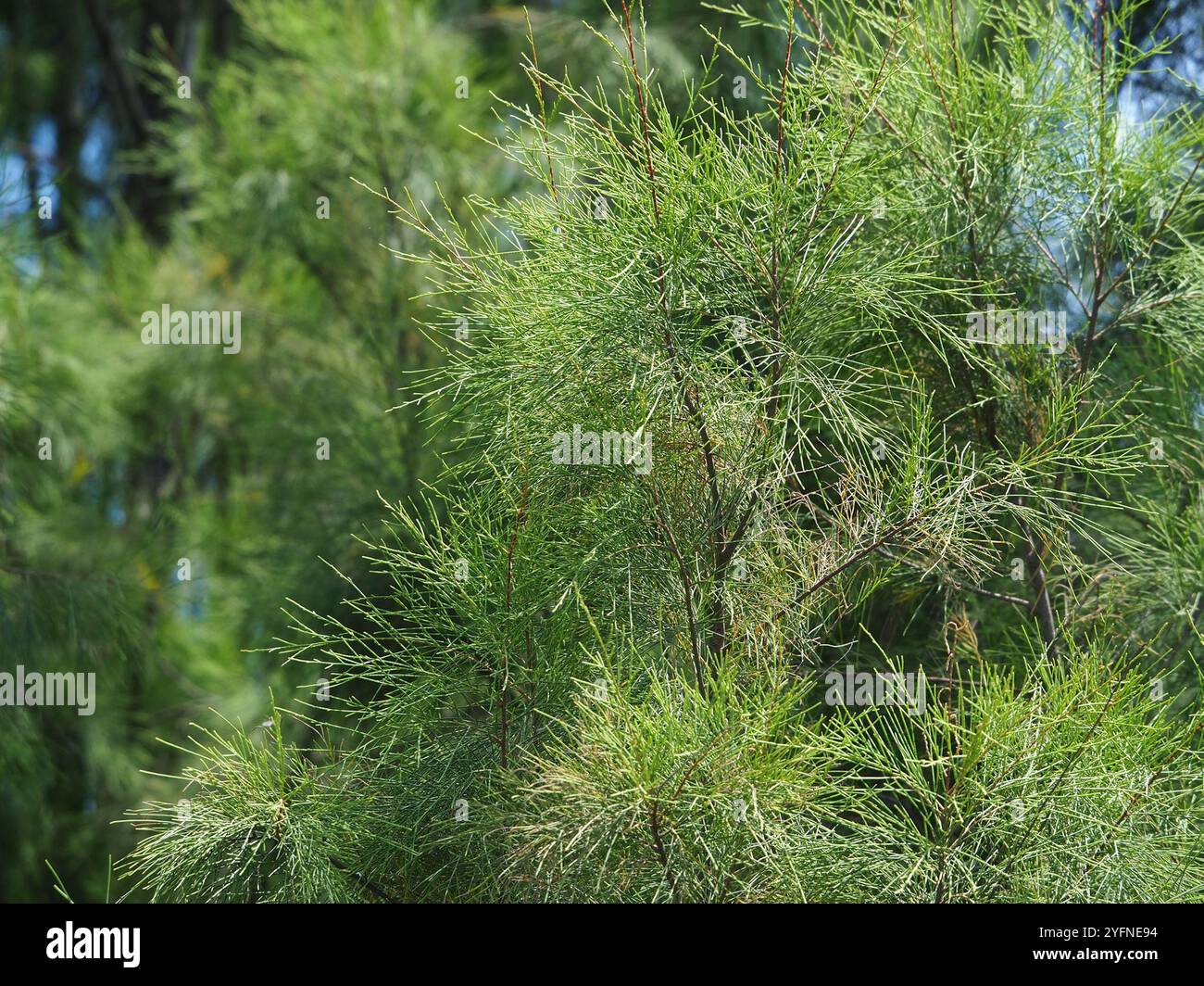 athel tamarisk (Tamarix aphylla Stock Photo - Alamy