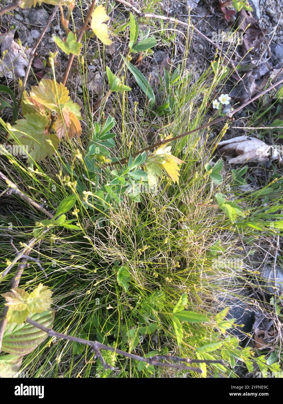 Carex eburnea hi-res stock photography and images - Alamy