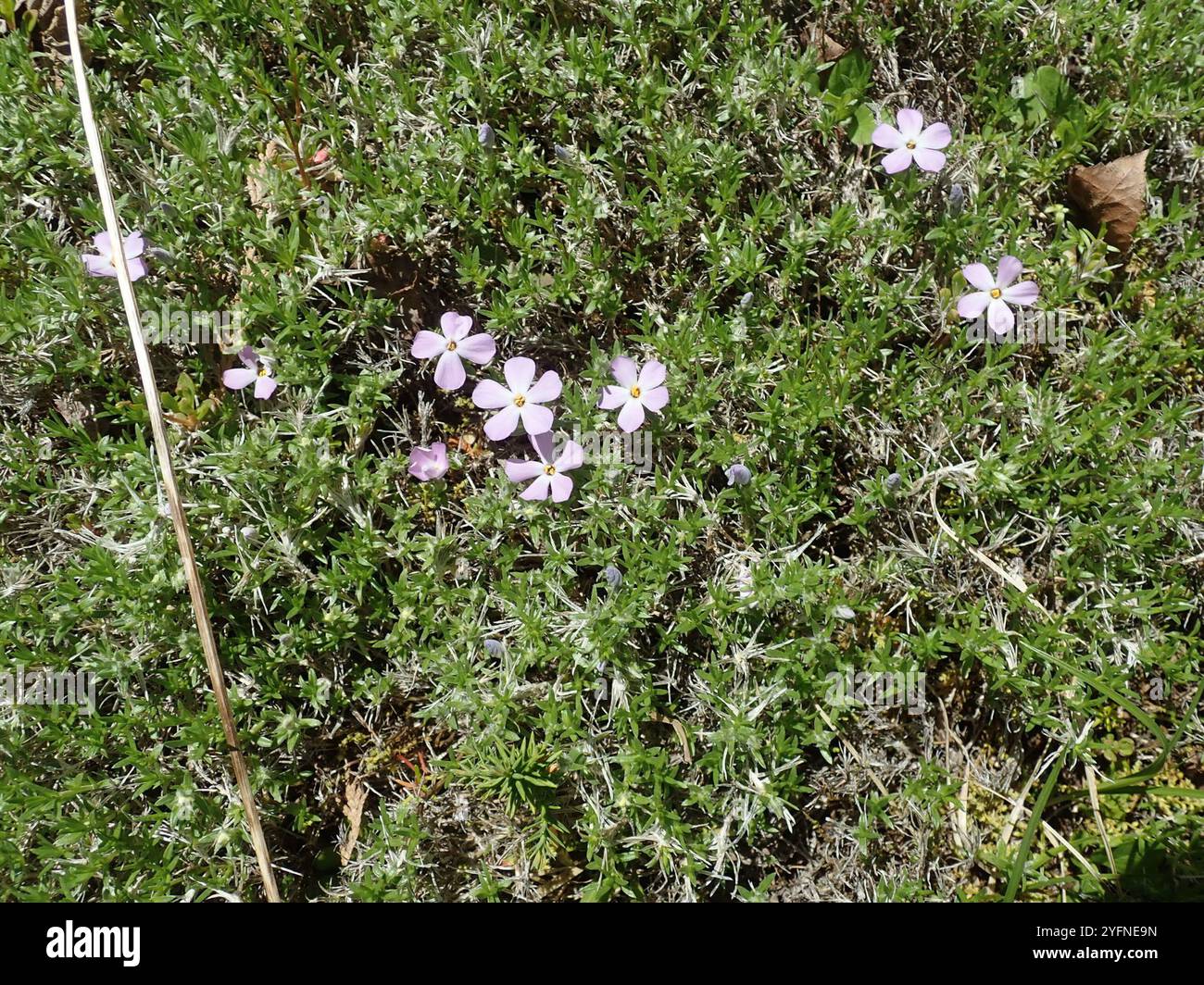 spreading phlox (Phlox diffusa Stock Photo - Alamy