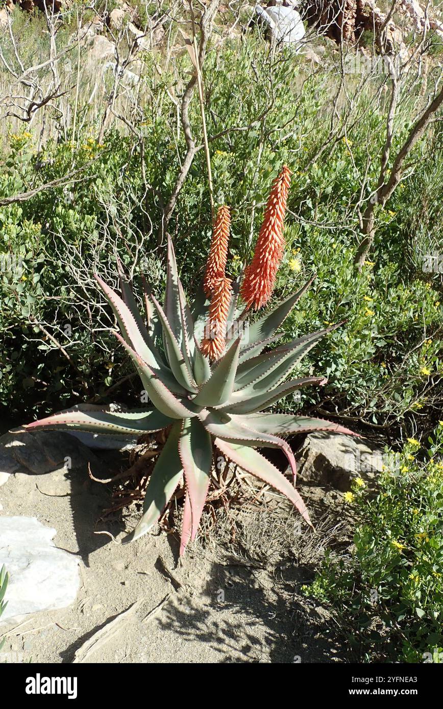 Cape Aloe (Aloe ferox Stock Photo - Alamy