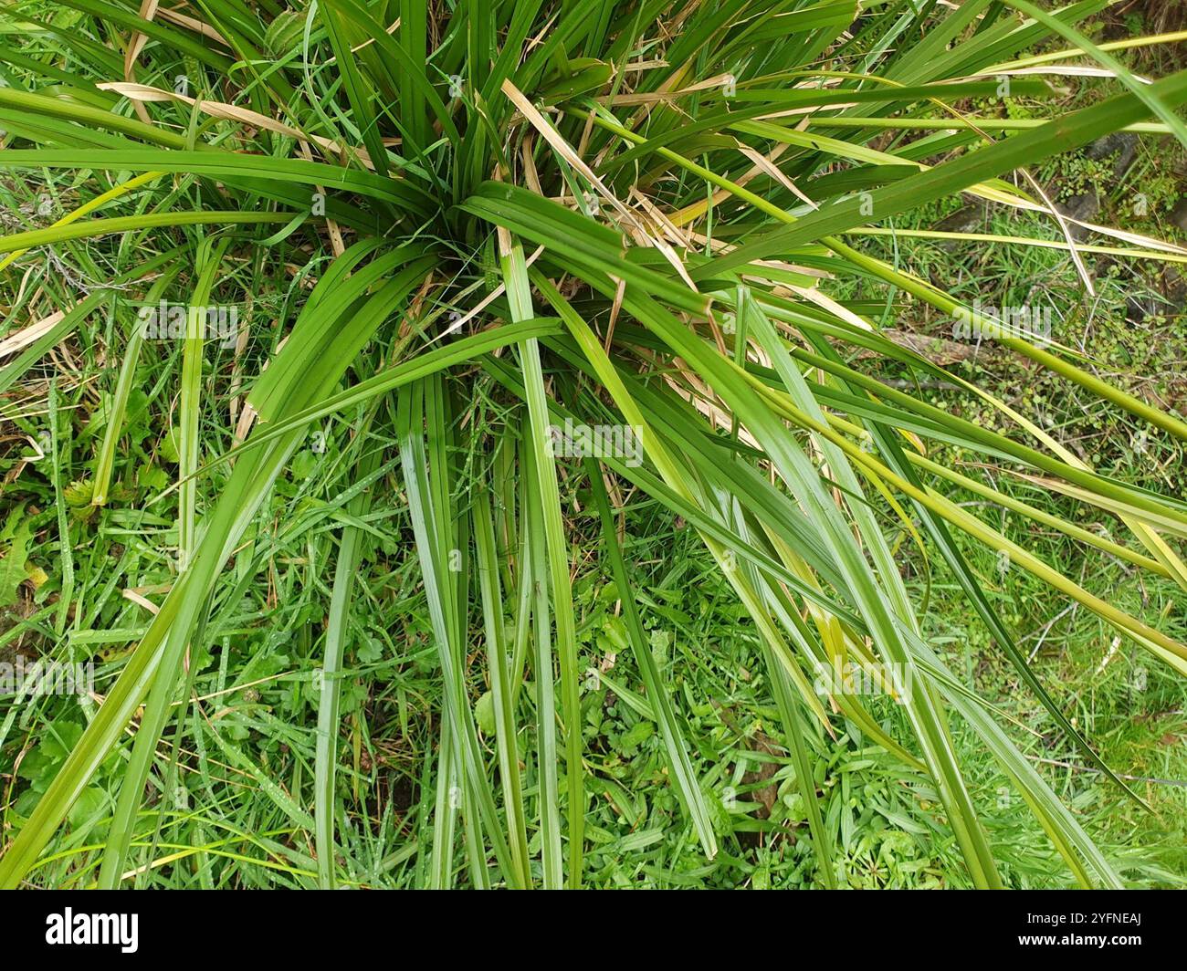 Giant Umbrella Sedge (Cyperus ustulatus Stock Photo - Alamy