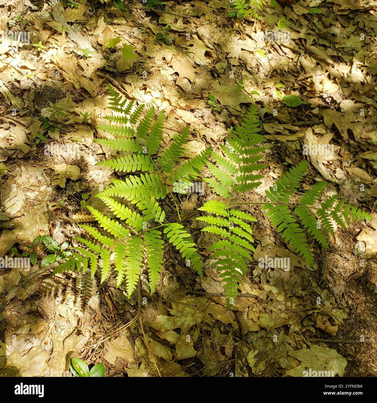 common bracken (Pteridium aquilinum Stock Photo - Alamy