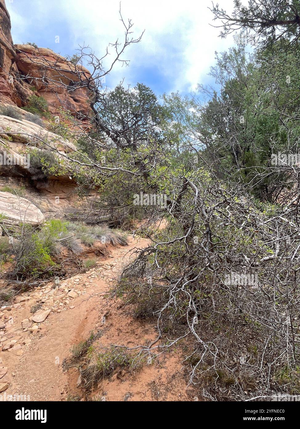 netleaf hackberry (Celtis reticulata Stock Photo - Alamy