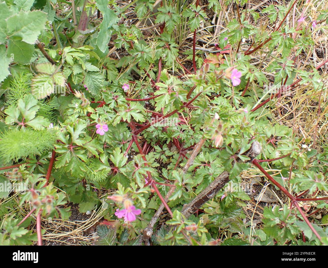 Little-Robin (Geranium purpureum Stock Photo - Alamy