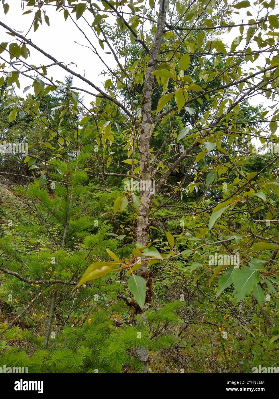 black cottonwood (Populus trichocarpa Stock Photo - Alamy