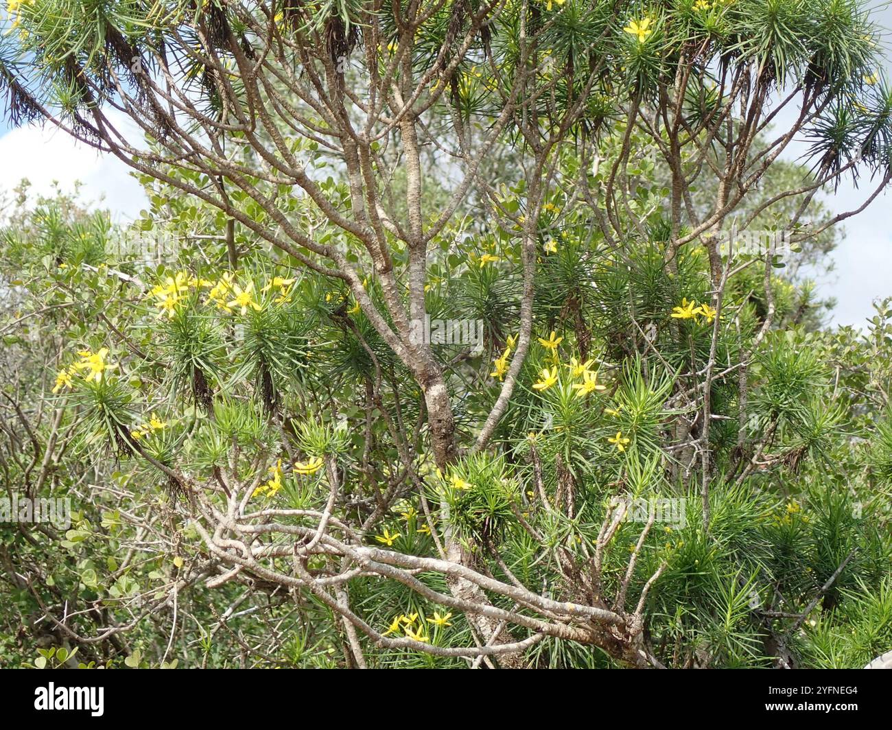 Rocky Resinbush (Euryops brevipapposus Stock Photo - Alamy