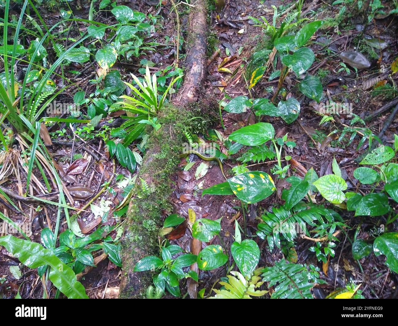 Black-speckled Palm Pit Viper (Bothriechis nigroviridis Stock Photo - Alamy