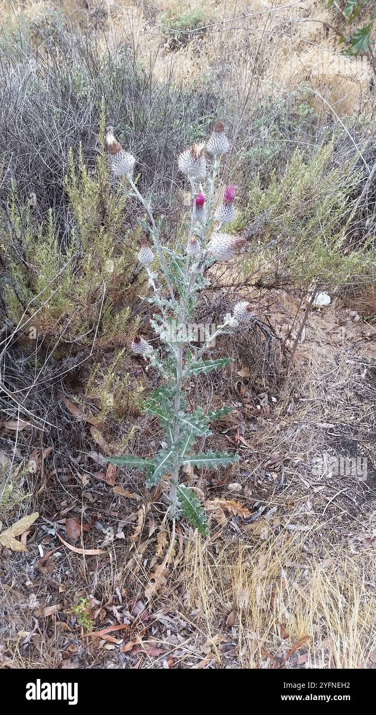 Cirsium occidentale hi-res stock photography and images - Alamy