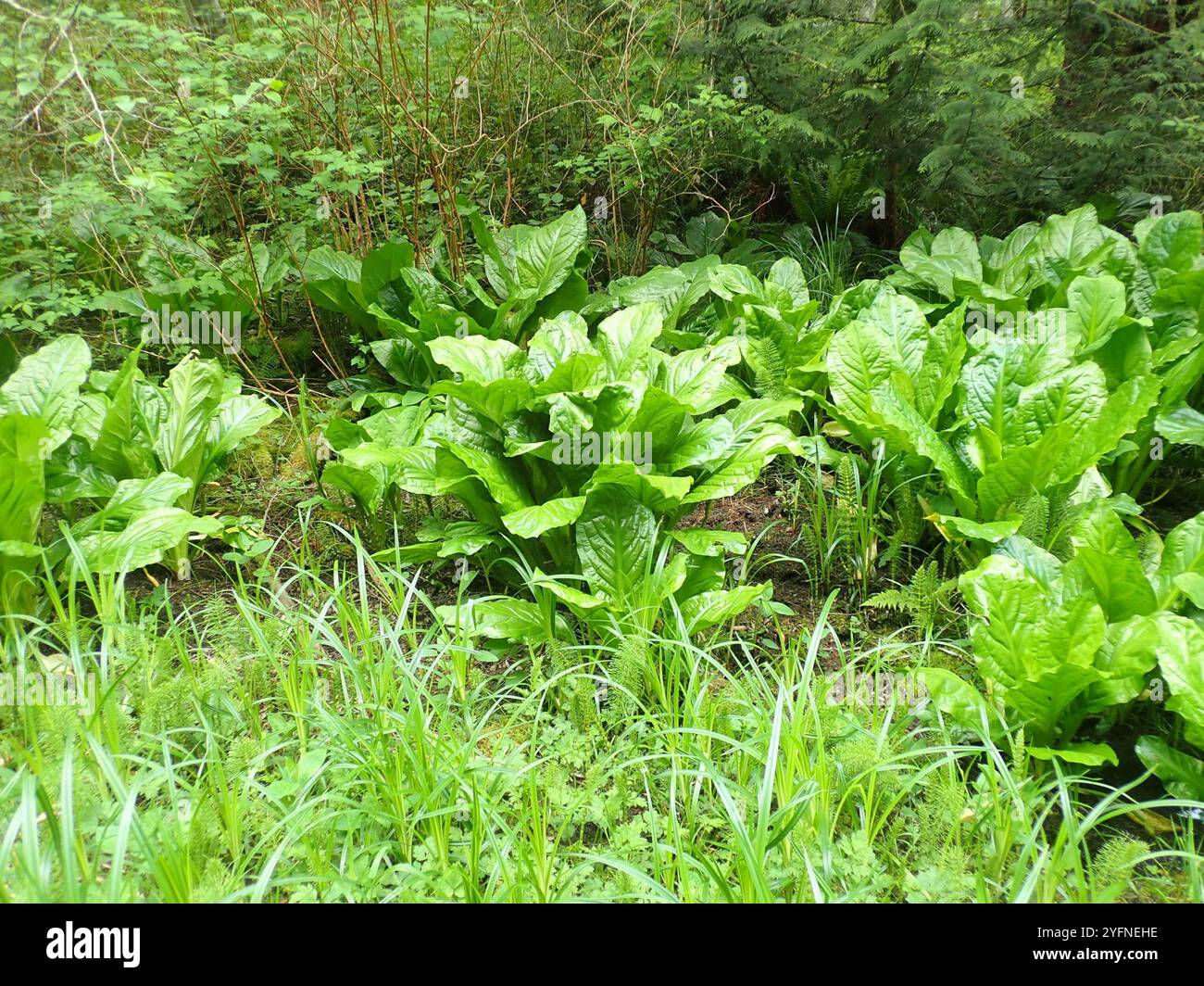 western skunk cabbage (Lysichiton americanus Stock Photo - Alamy