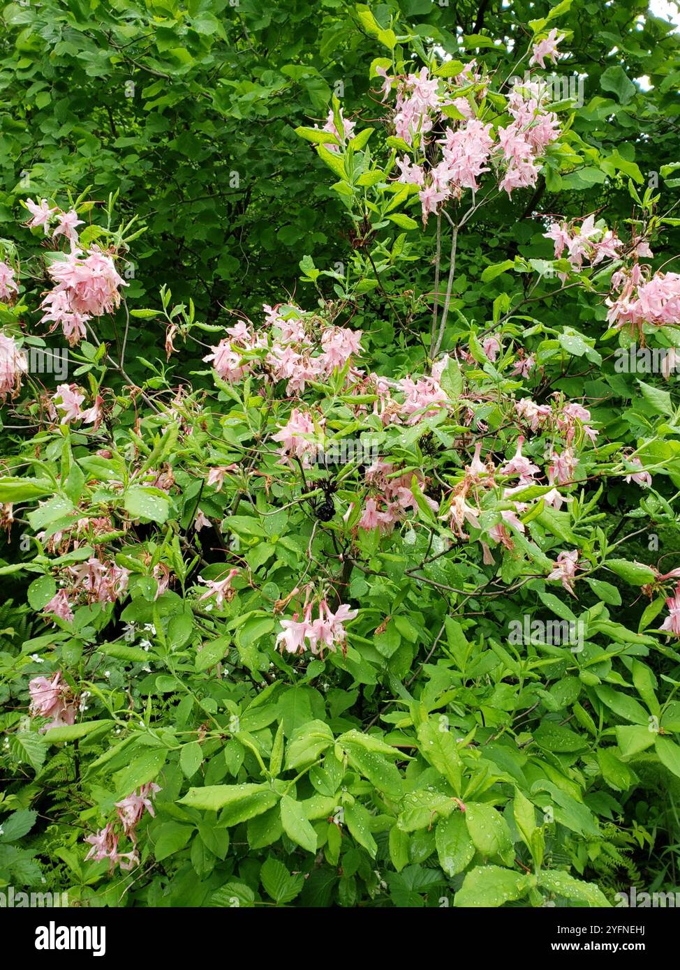 early azalea (Rhododendron prinophyllum Stock Photo - Alamy