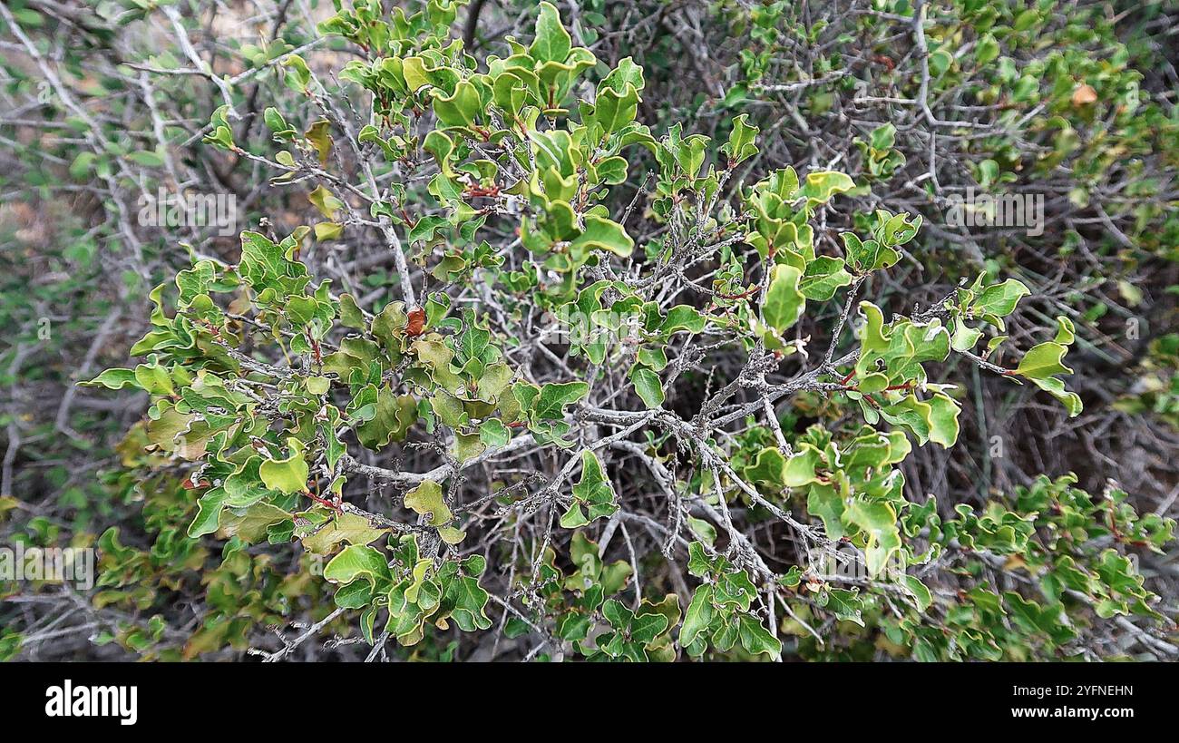 Gwarrie (Euclea undulata Stock Photo - Alamy