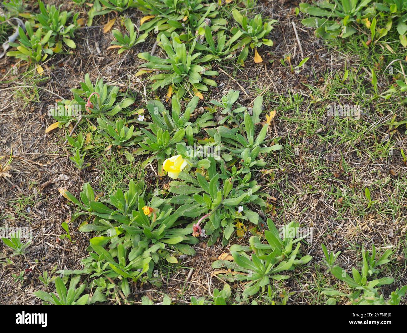 cutleaf evening primrose (Oenothera laciniata Stock Photo - Alamy