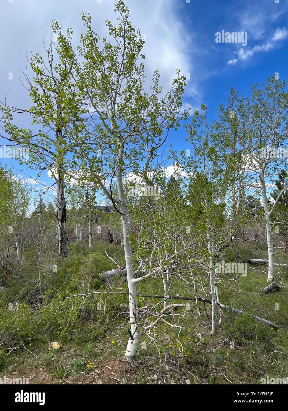 trembling aspen (Populus tremuloides Stock Photo - Alamy