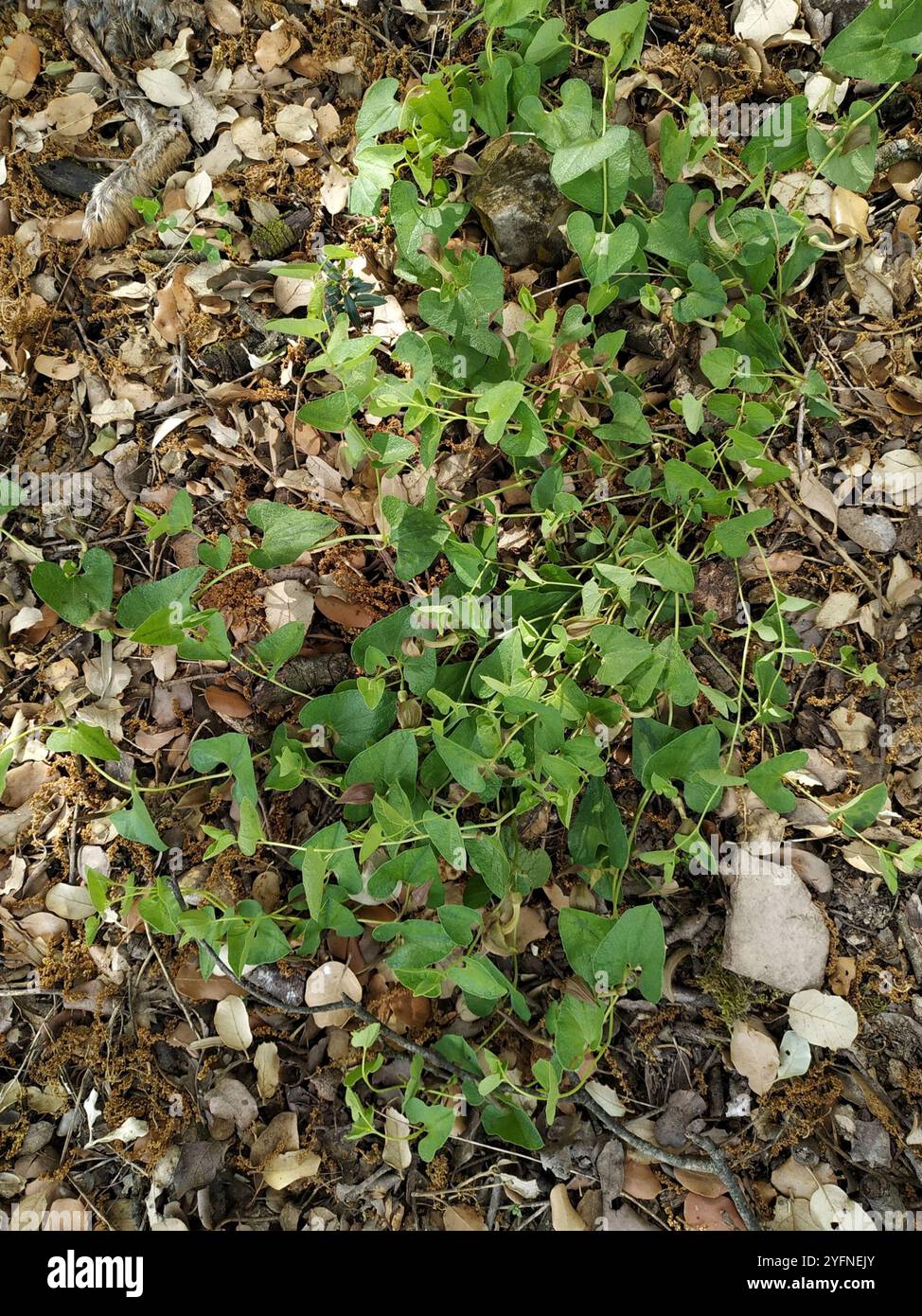 Spanish Birthwort (Aristolochia pistolochia Stock Photo - Alamy