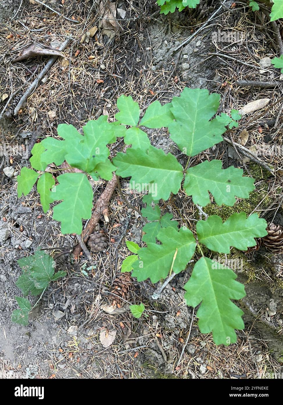 Pacific poison oak (Toxicodendron diversilobum Stock Photo - Alamy