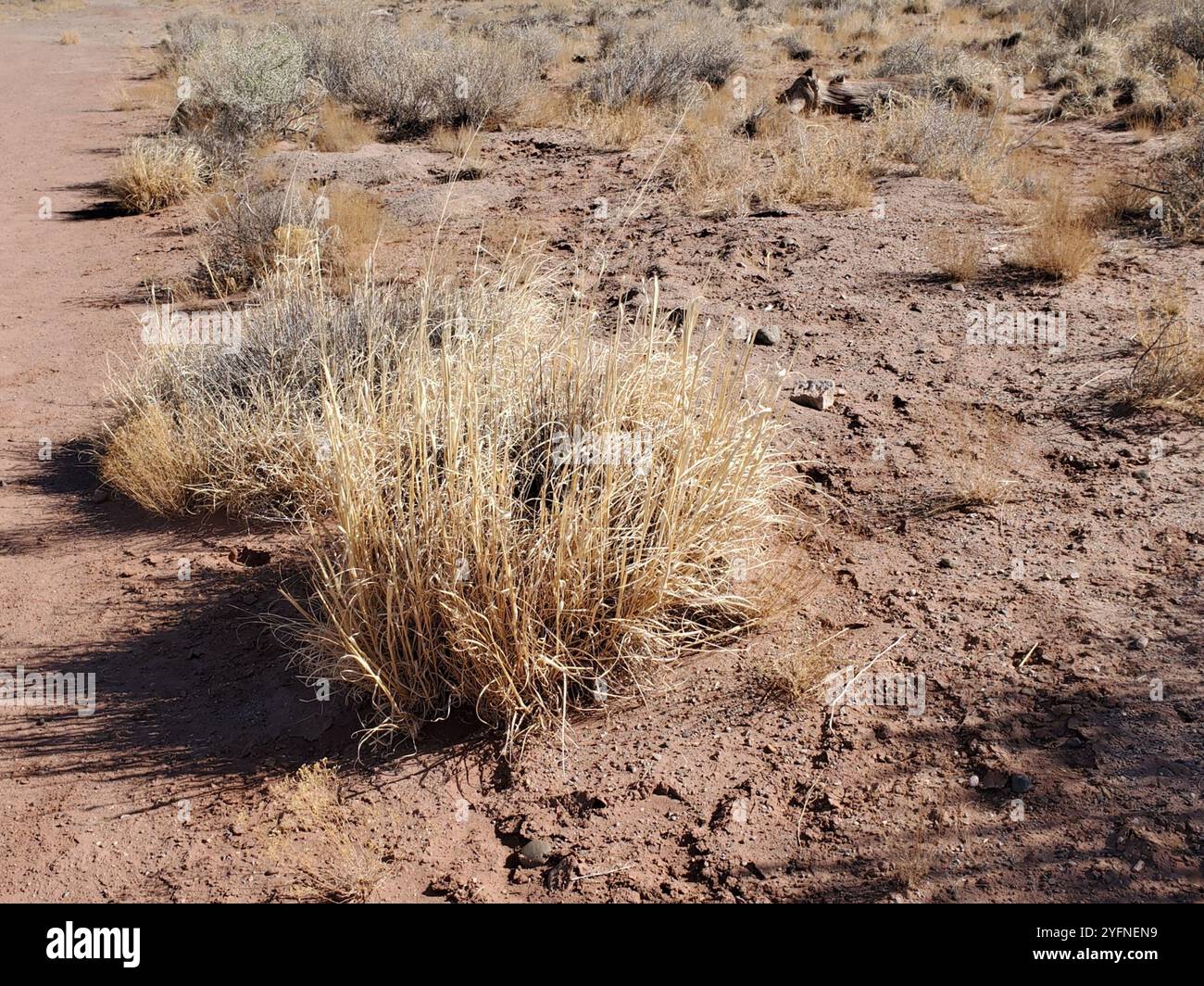 Alkali Sacaton (Sporobolus airoides Stock Photo - Alamy
