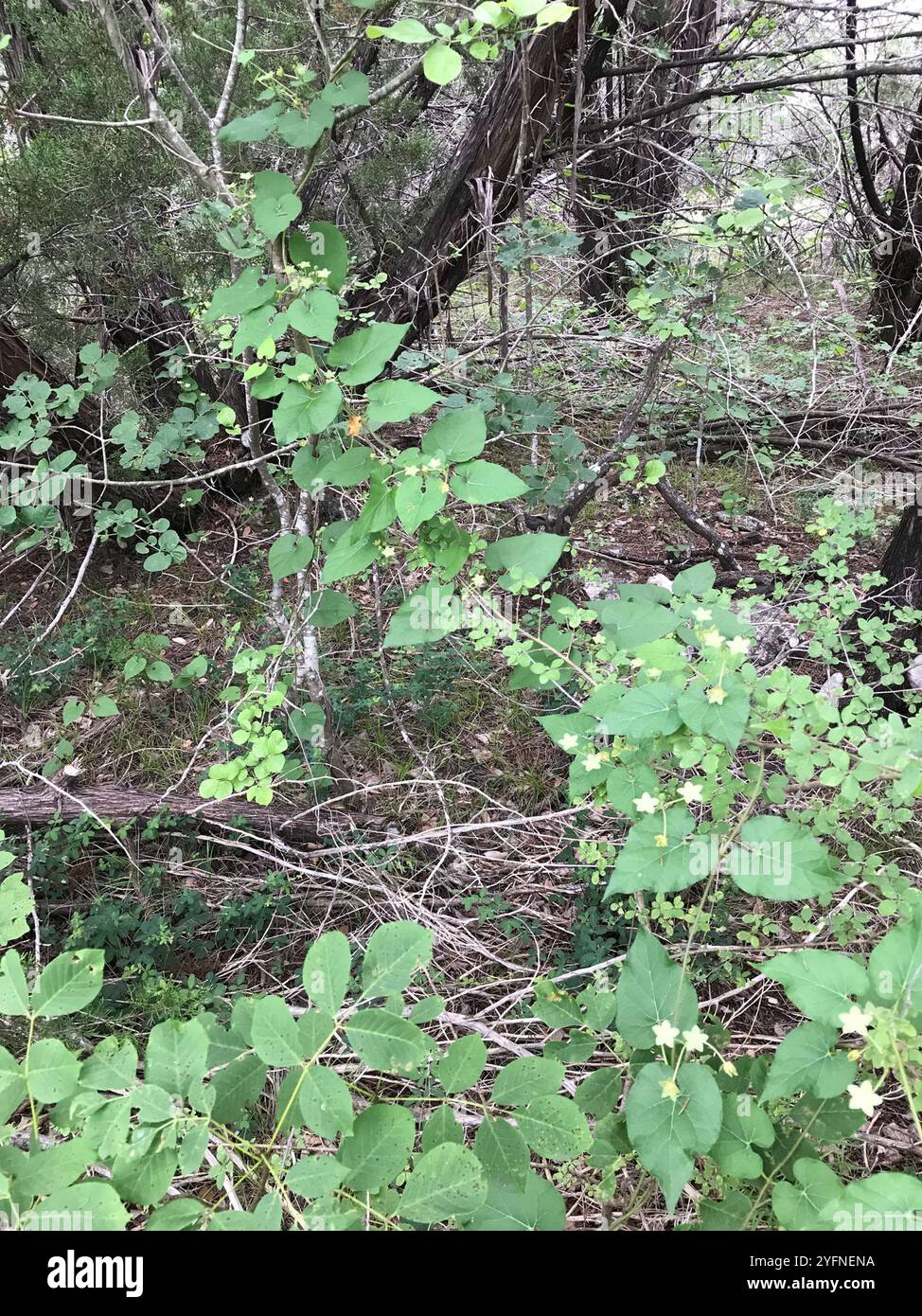 Pearl Milkweed (Matelea reticulata Stock Photo - Alamy
