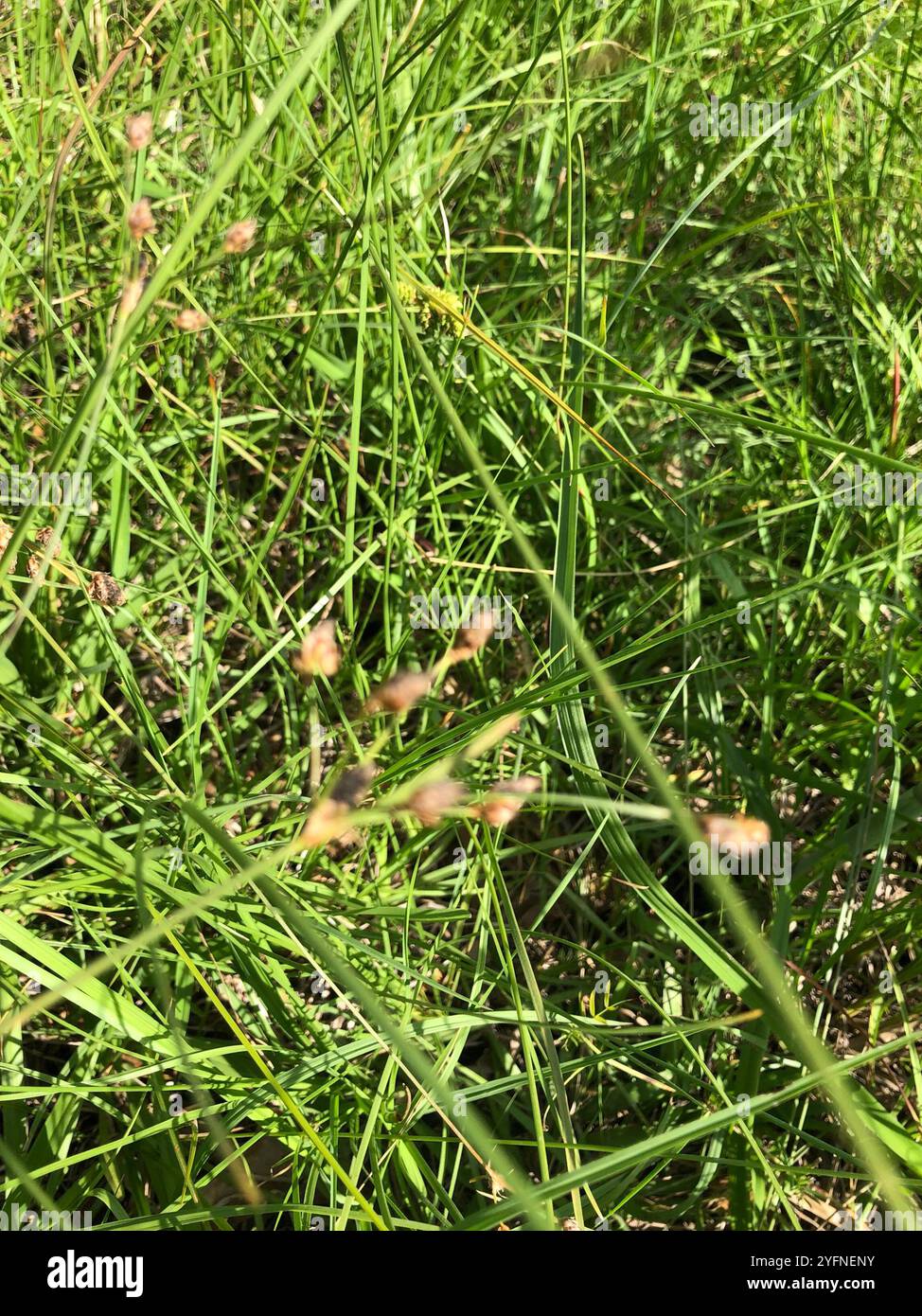 Hairy Fimbristylis (Fimbristylis puberula Stock Photo - Alamy