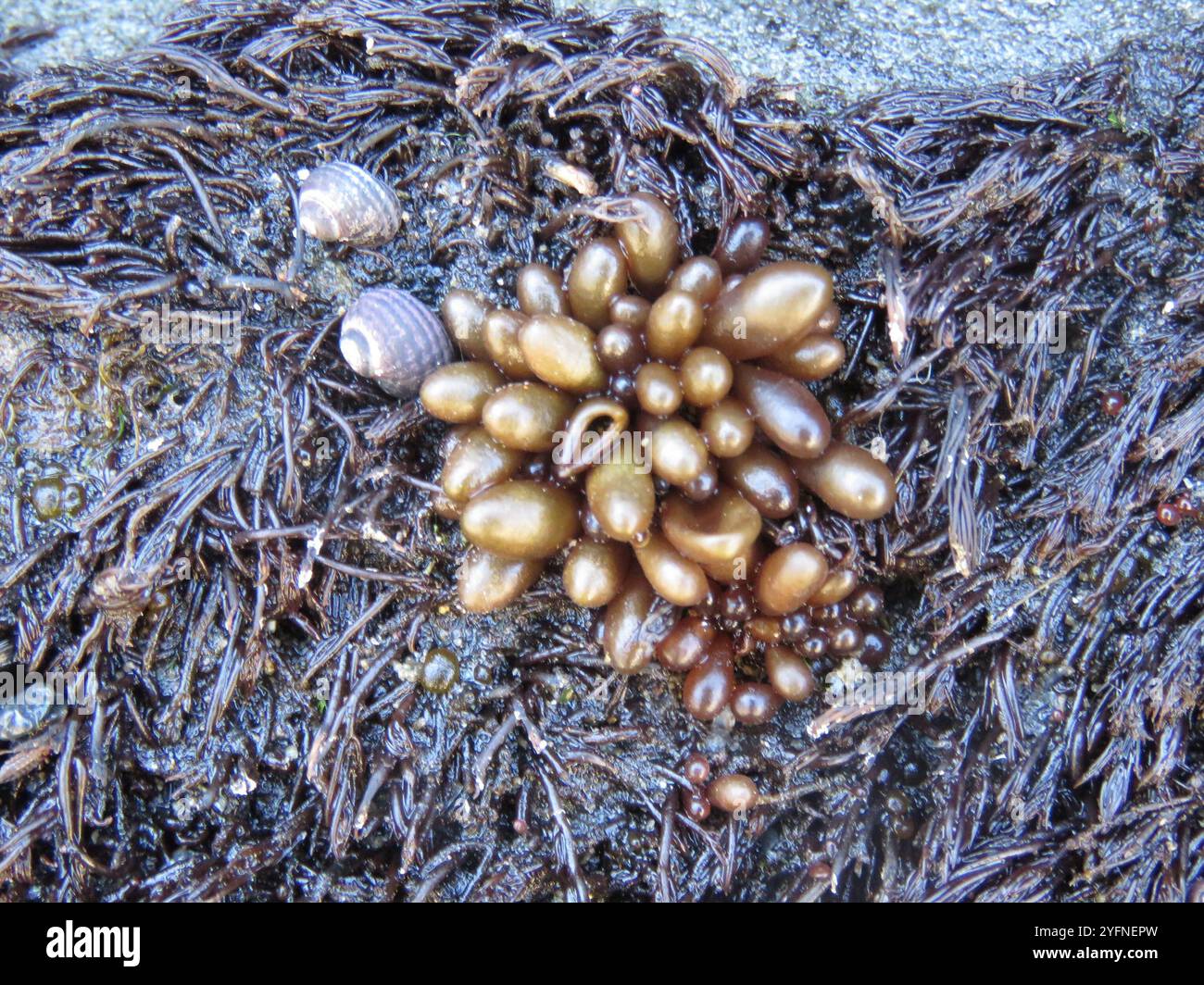 Sea Sacks (Halosaccion glandiforme Stock Photo - Alamy