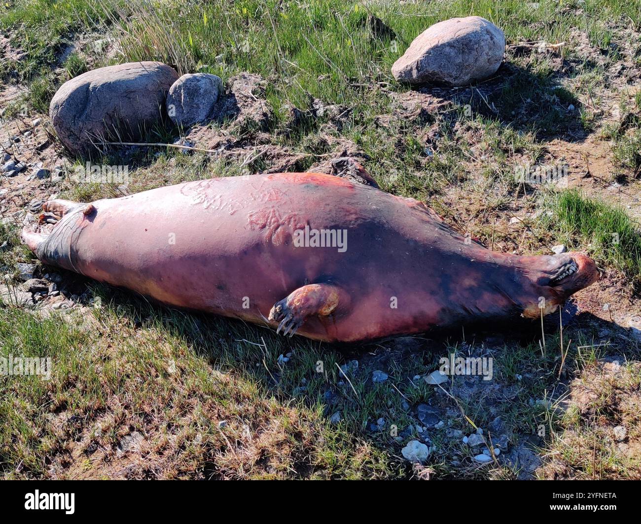 Baltic Grey Seal (Halichoerus grypus grypus Stock Photo - Alamy