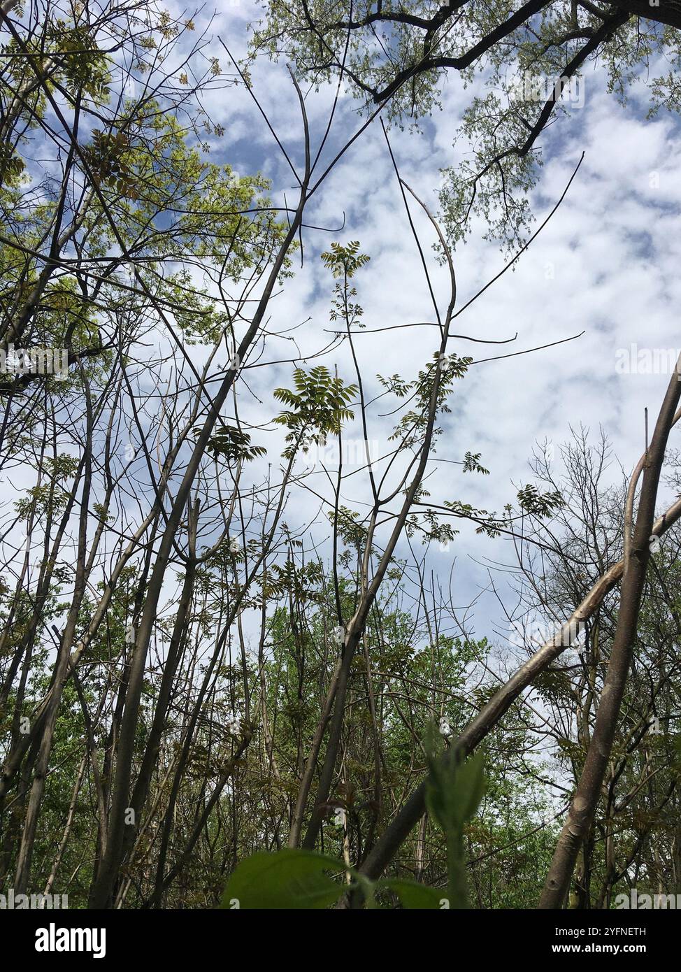 Tun tree (Toona sinensis Stock Photo - Alamy