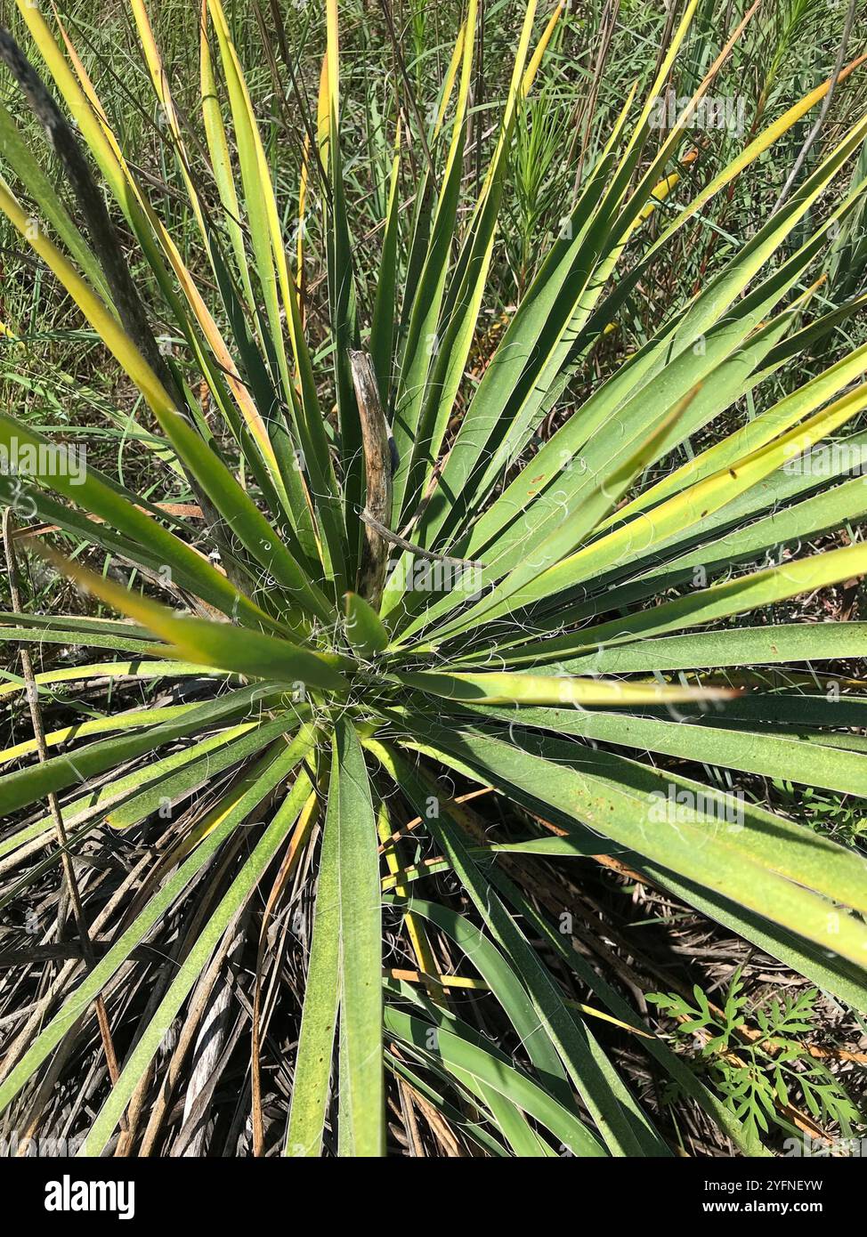 Yucca arkansana hi-res stock photography and images - Alamy