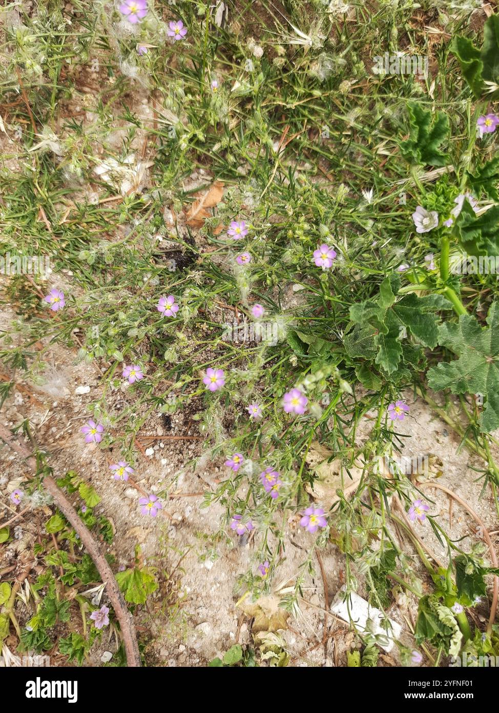 Spergularia rubra hi-res stock photography and images - Alamy