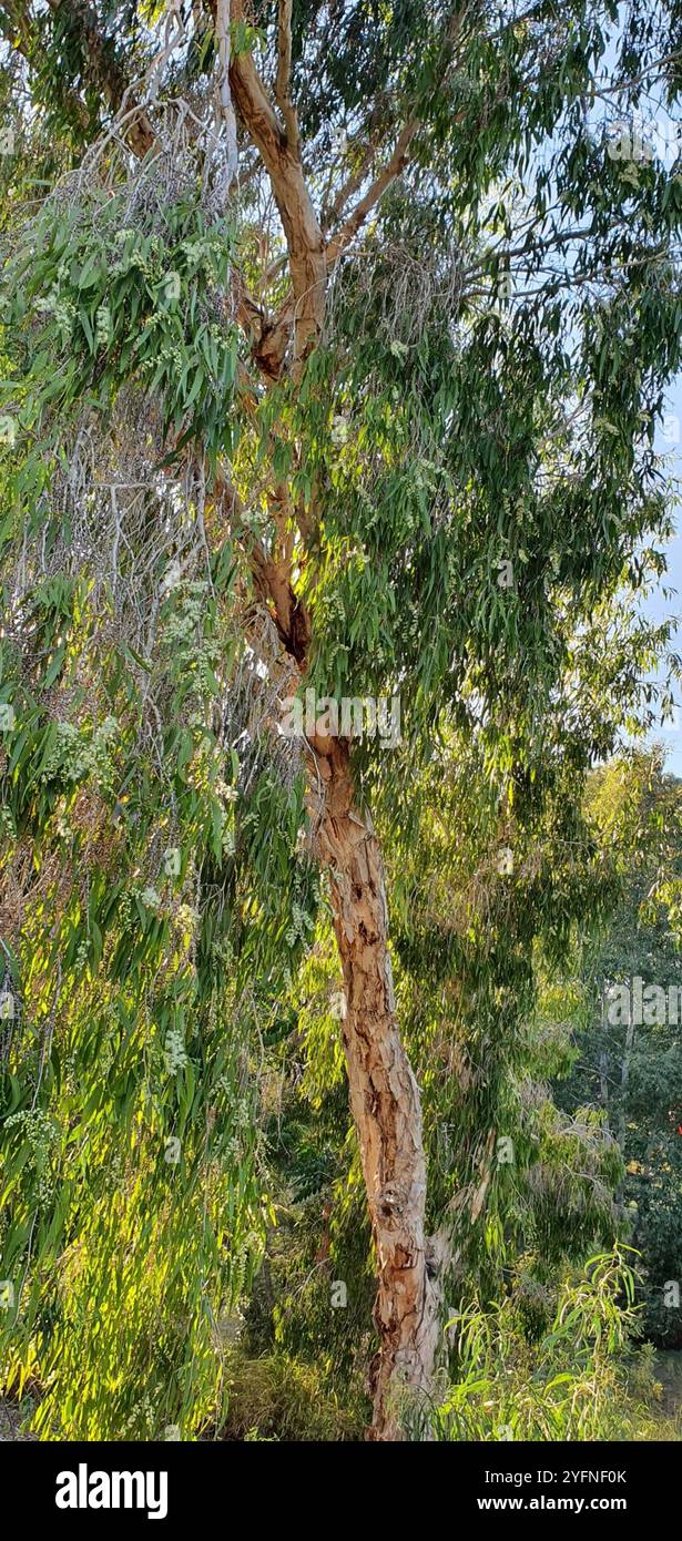 Weeping paperbark hi-res stock photography and images - Alamy