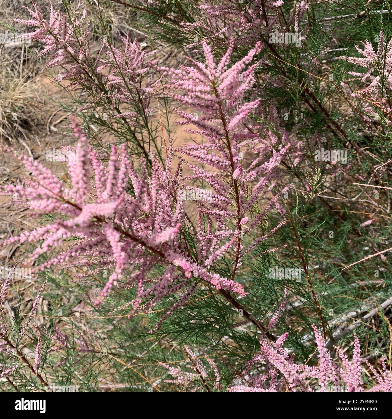 Five-stamen Tamarisk (Tamarix chinensis Stock Photo - Alamy