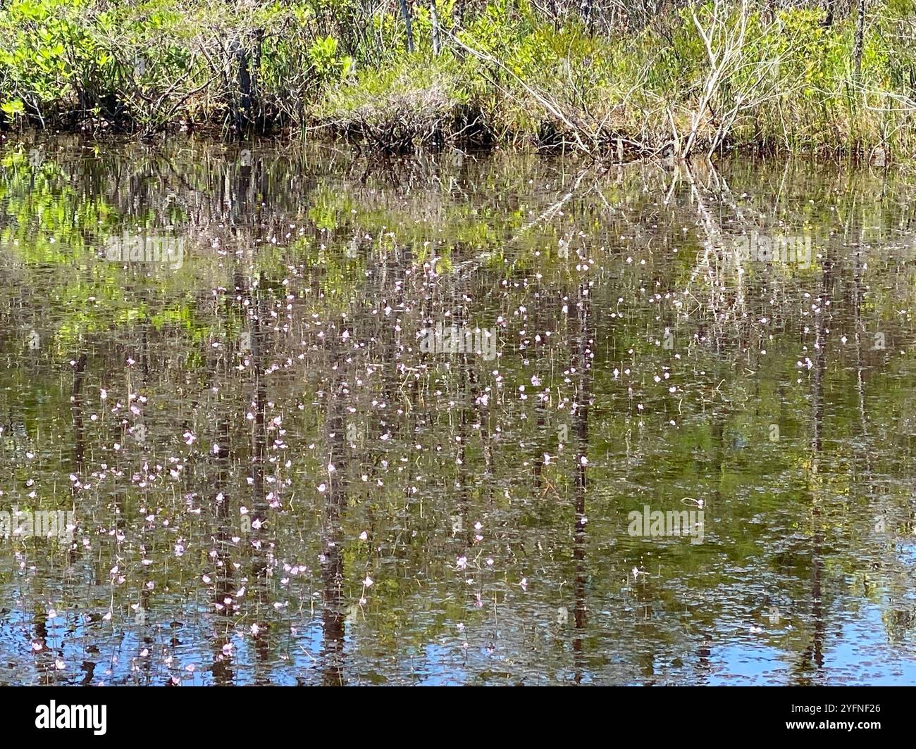 Sagittaria graminea hi-res stock photography and images - Alamy