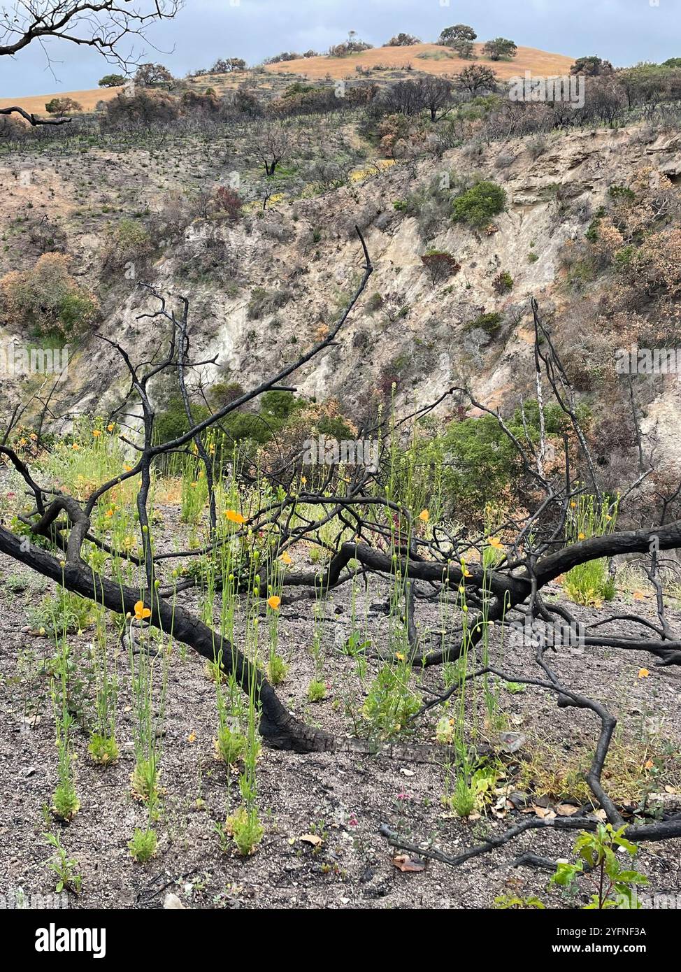fire poppy (Papaver californicum Stock Photo - Alamy