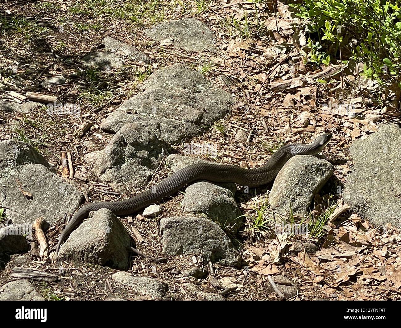 Eastern Hognose Snake (Heterodon platirhinos Stock Photo - Alamy
