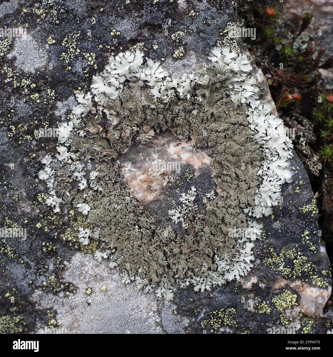 Peppered Rock-shield (Xanthoparmelia conspersa Stock Photo - Alamy