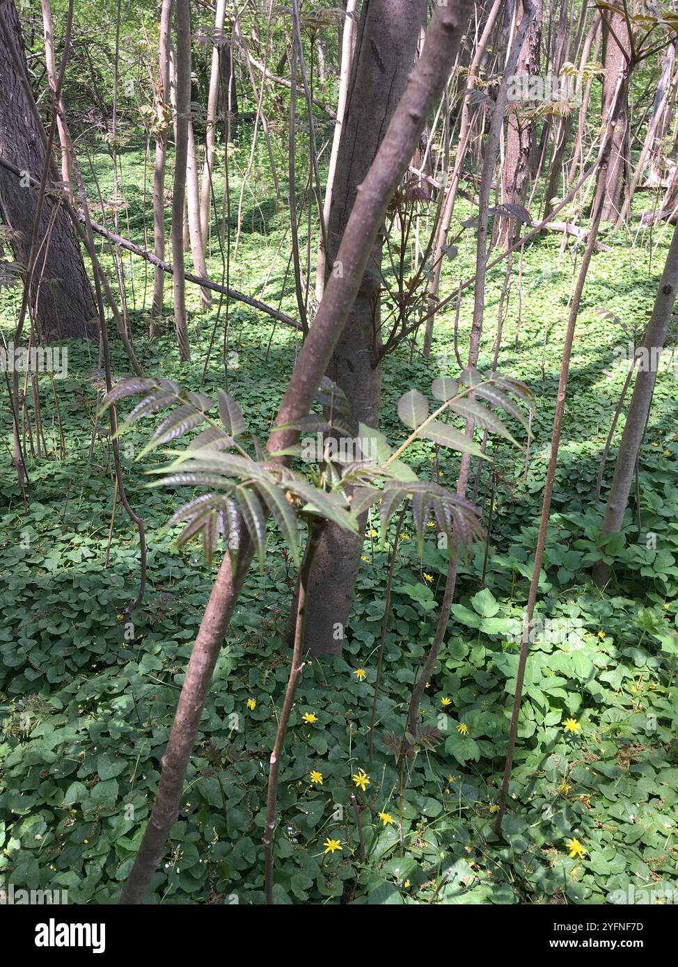 Tun tree (Toona sinensis Stock Photo - Alamy