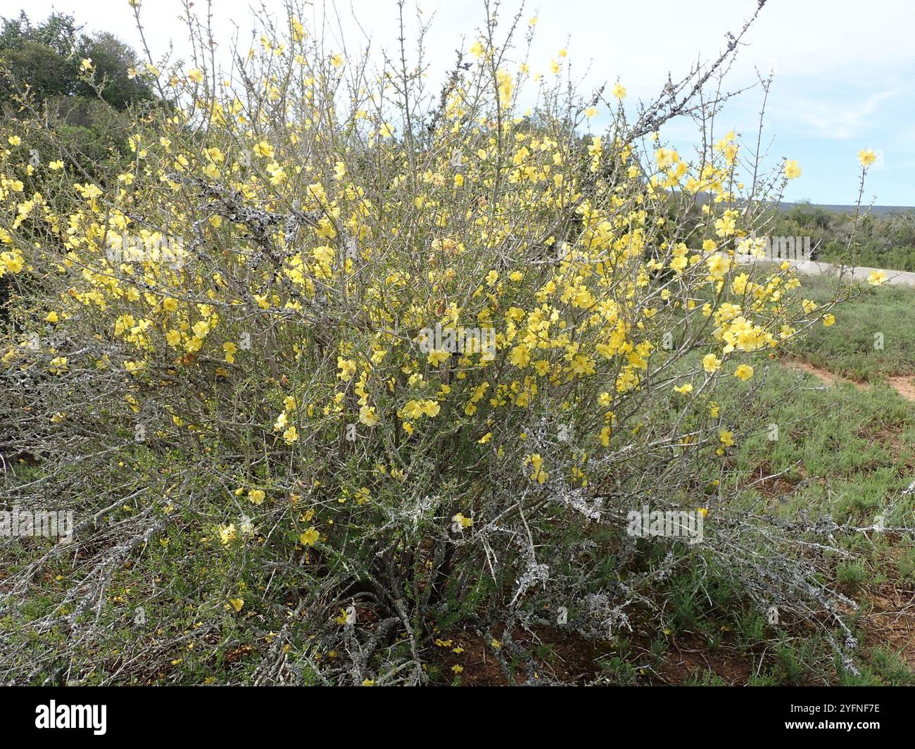 Karoo gold hi-res stock photography and images - Alamy