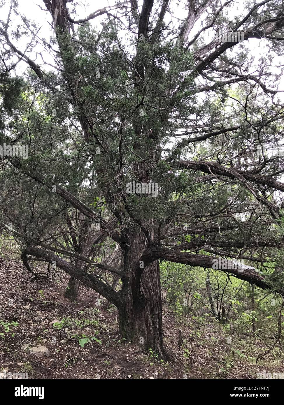Ashe juniper (Juniperus ashei Stock Photo - Alamy
