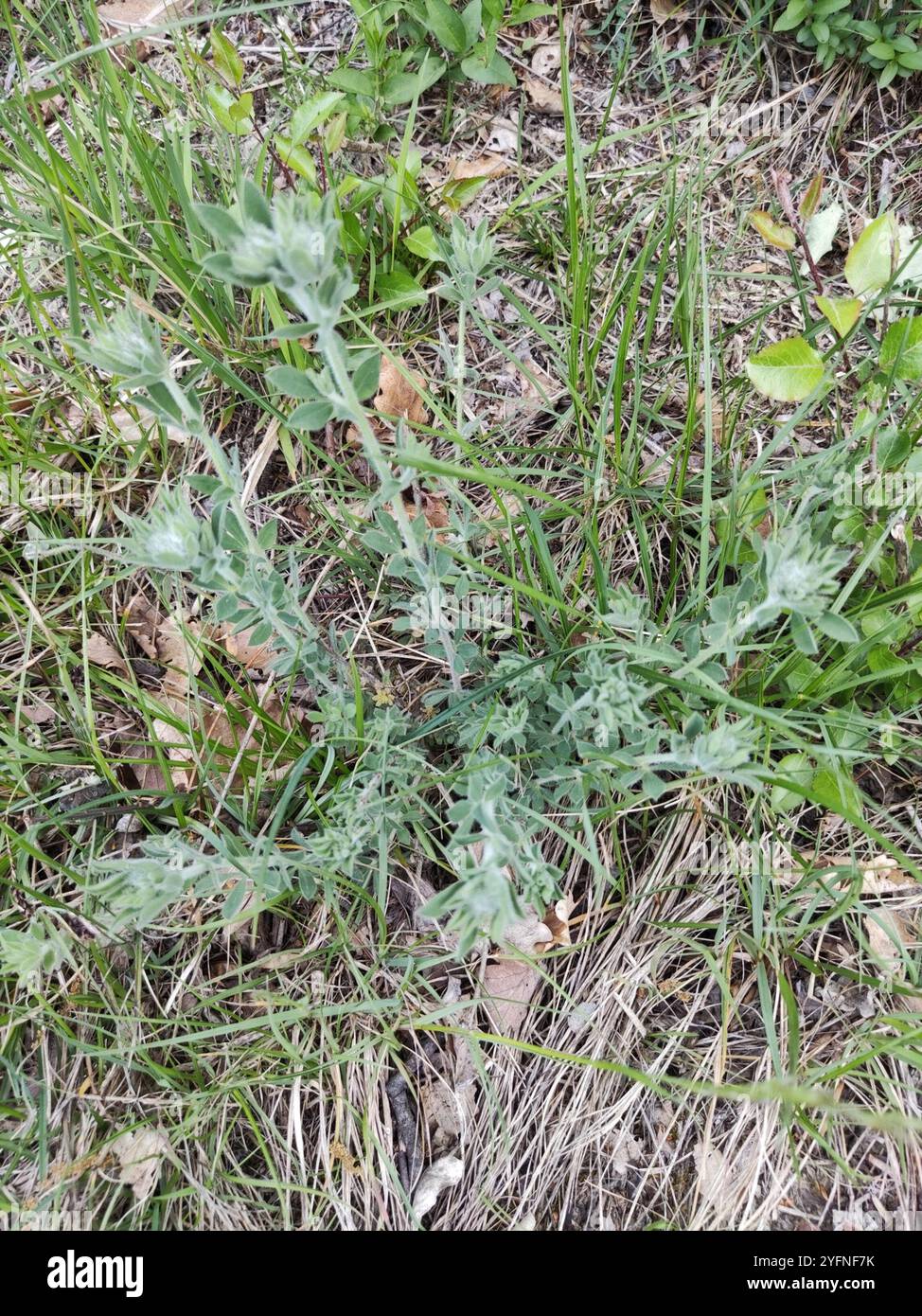 Hairy canary clover lotus hirsutus hi-res stock photography and images ...