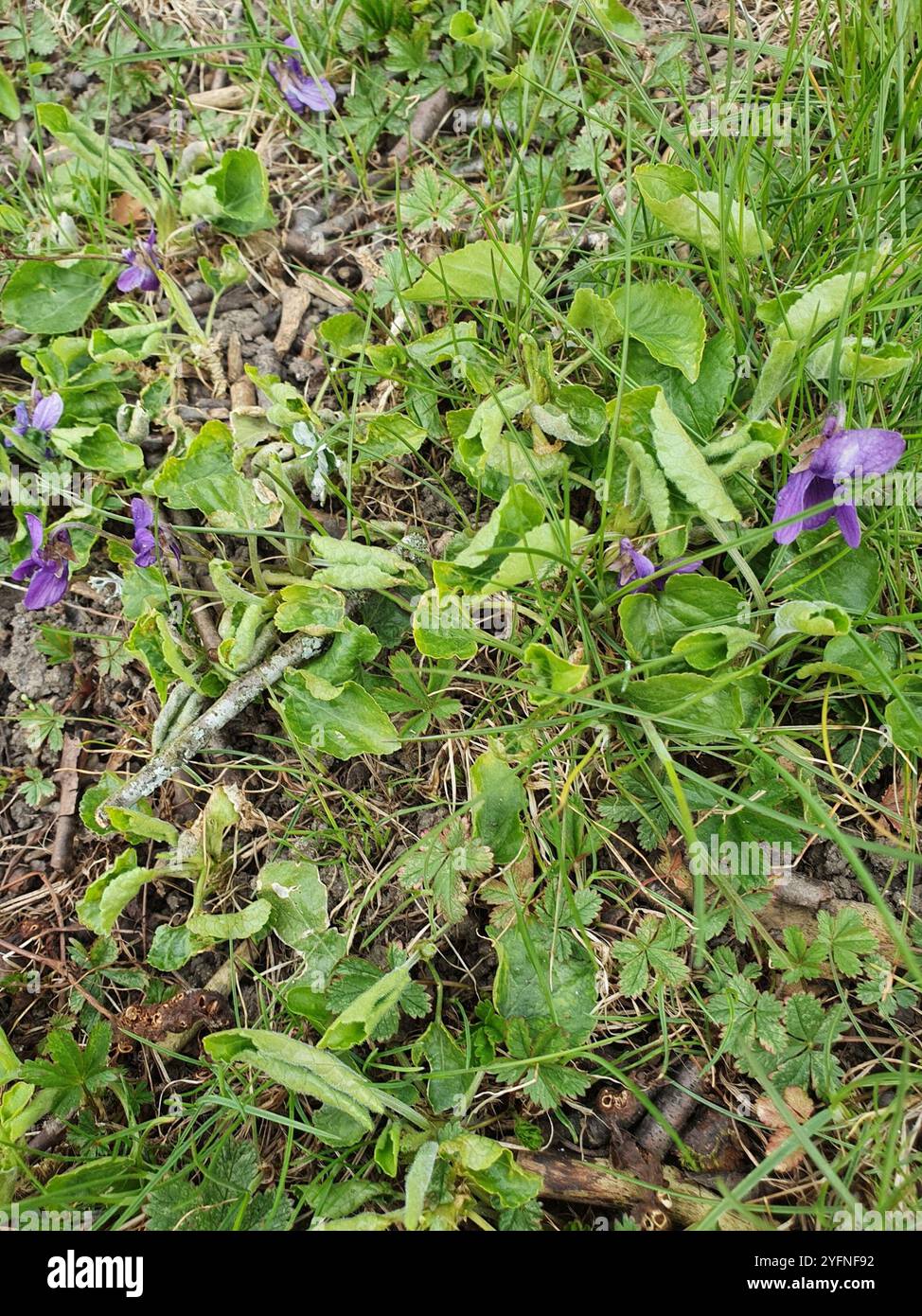 Sweet violet (Viola odorata Stock Photo - Alamy