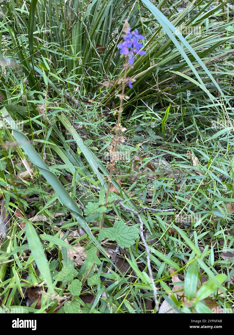 Little spurflower hi-res stock photography and images - Alamy