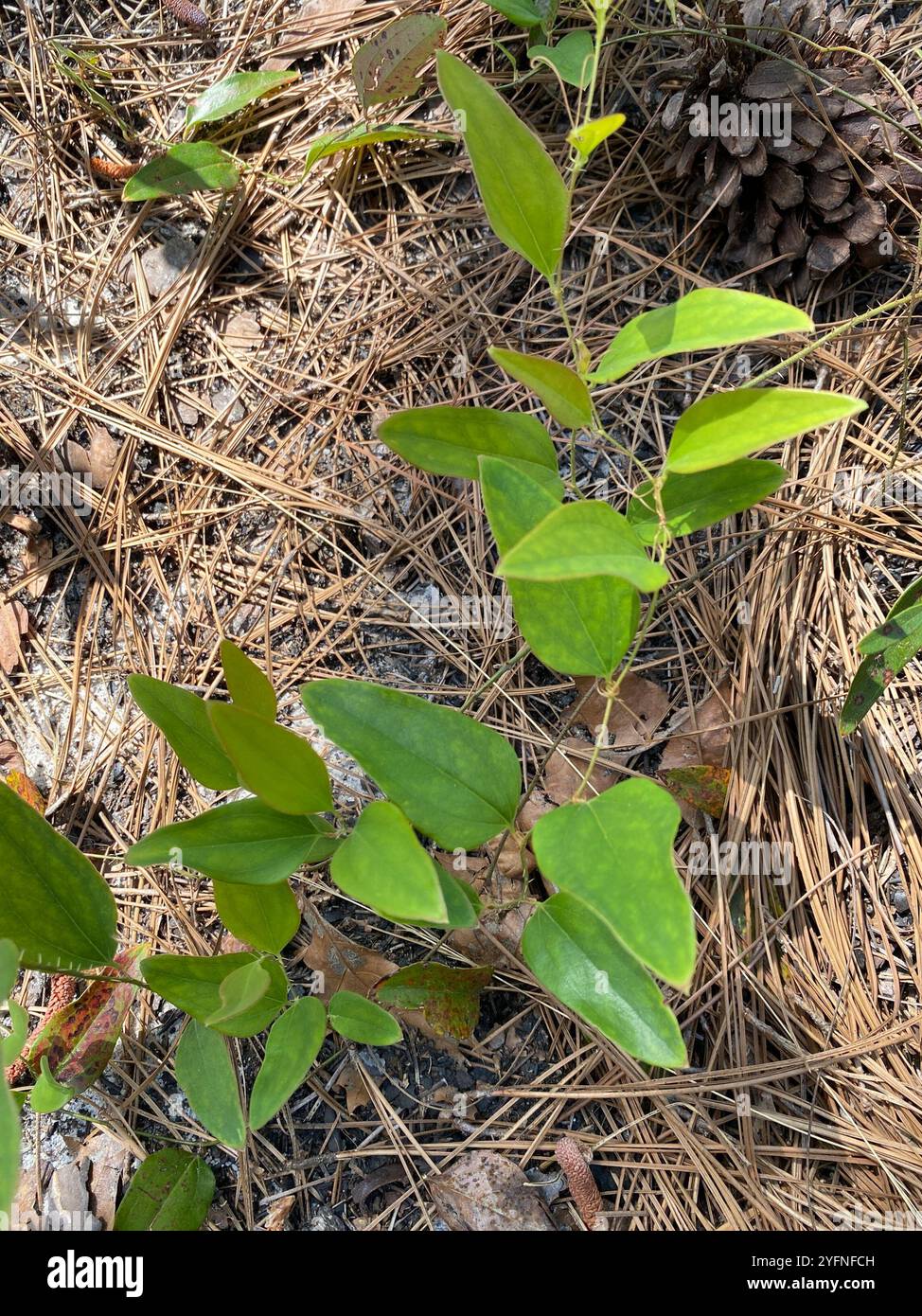 sawbrier (Smilax glauca Stock Photo - Alamy